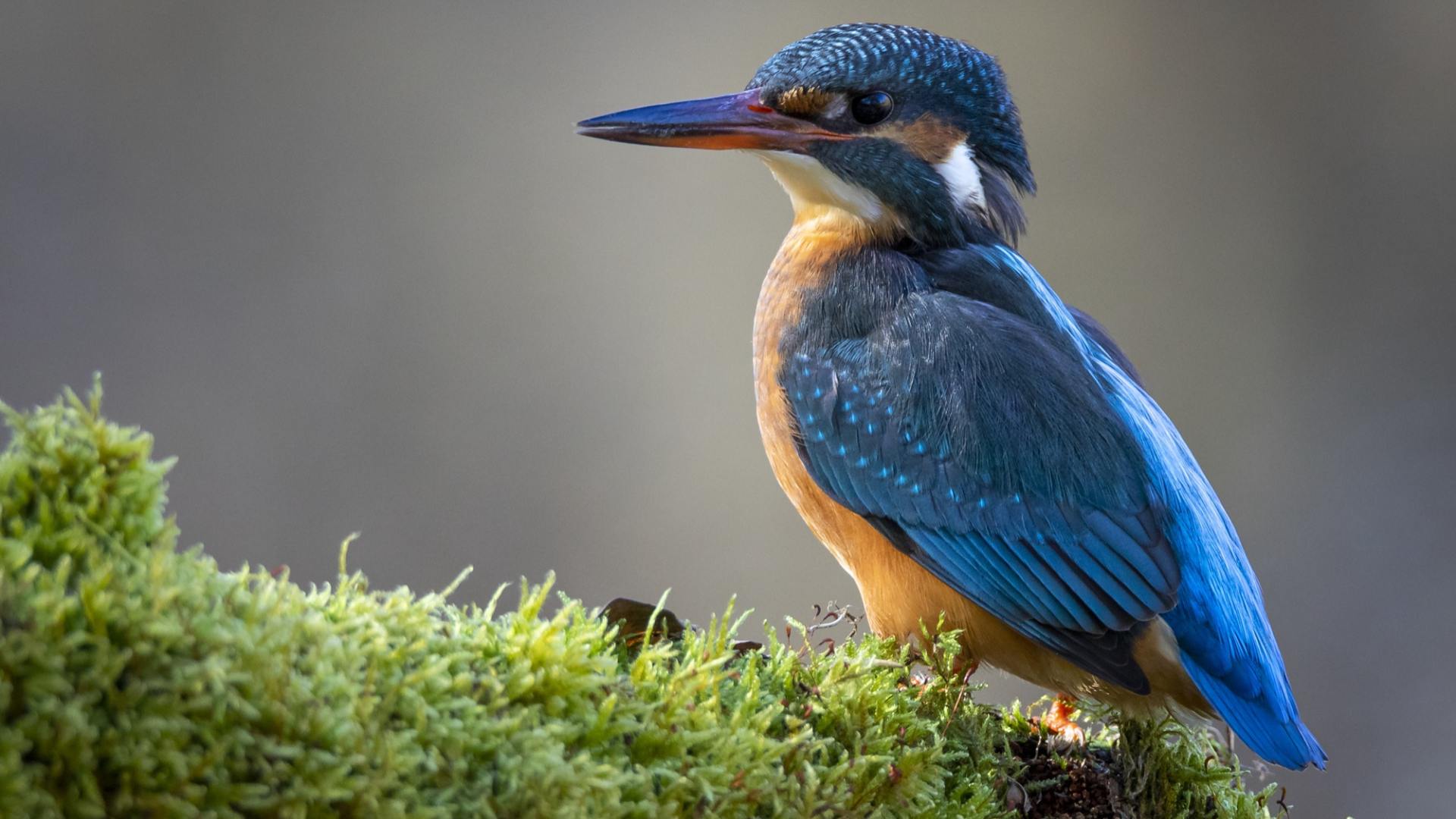 Avian History Form | Animal And Bird Health Care Center