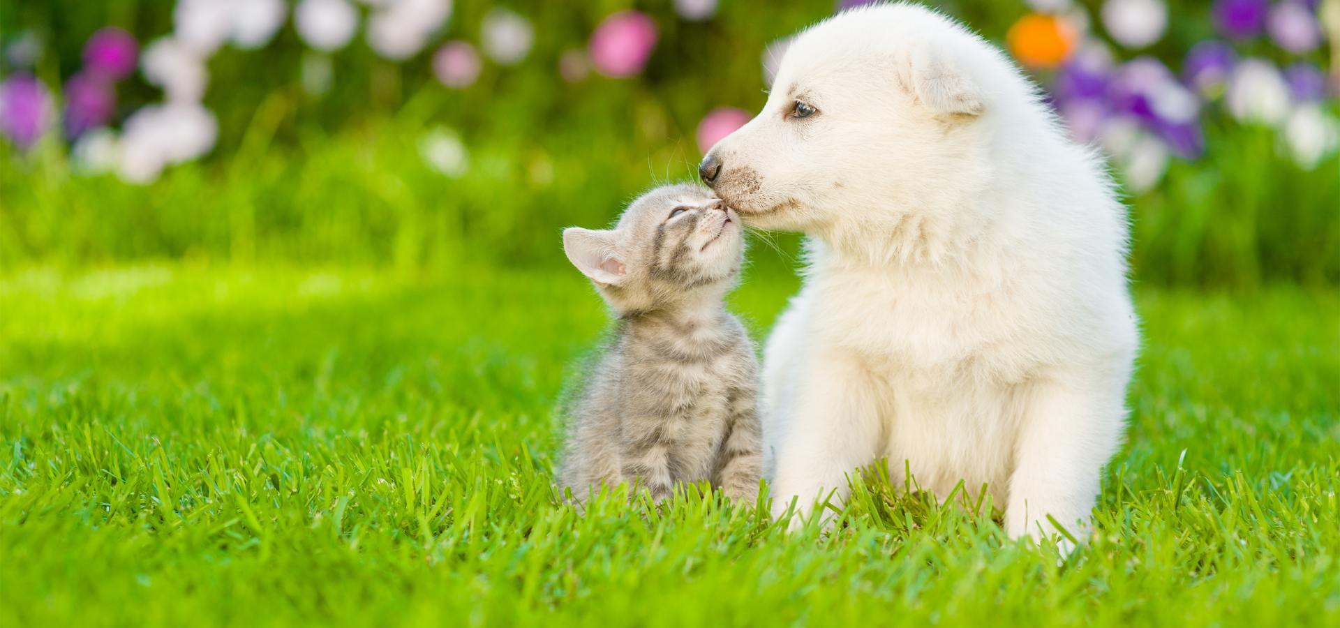 Dog/Cat History Form | Animal And Bird Health Care Center
