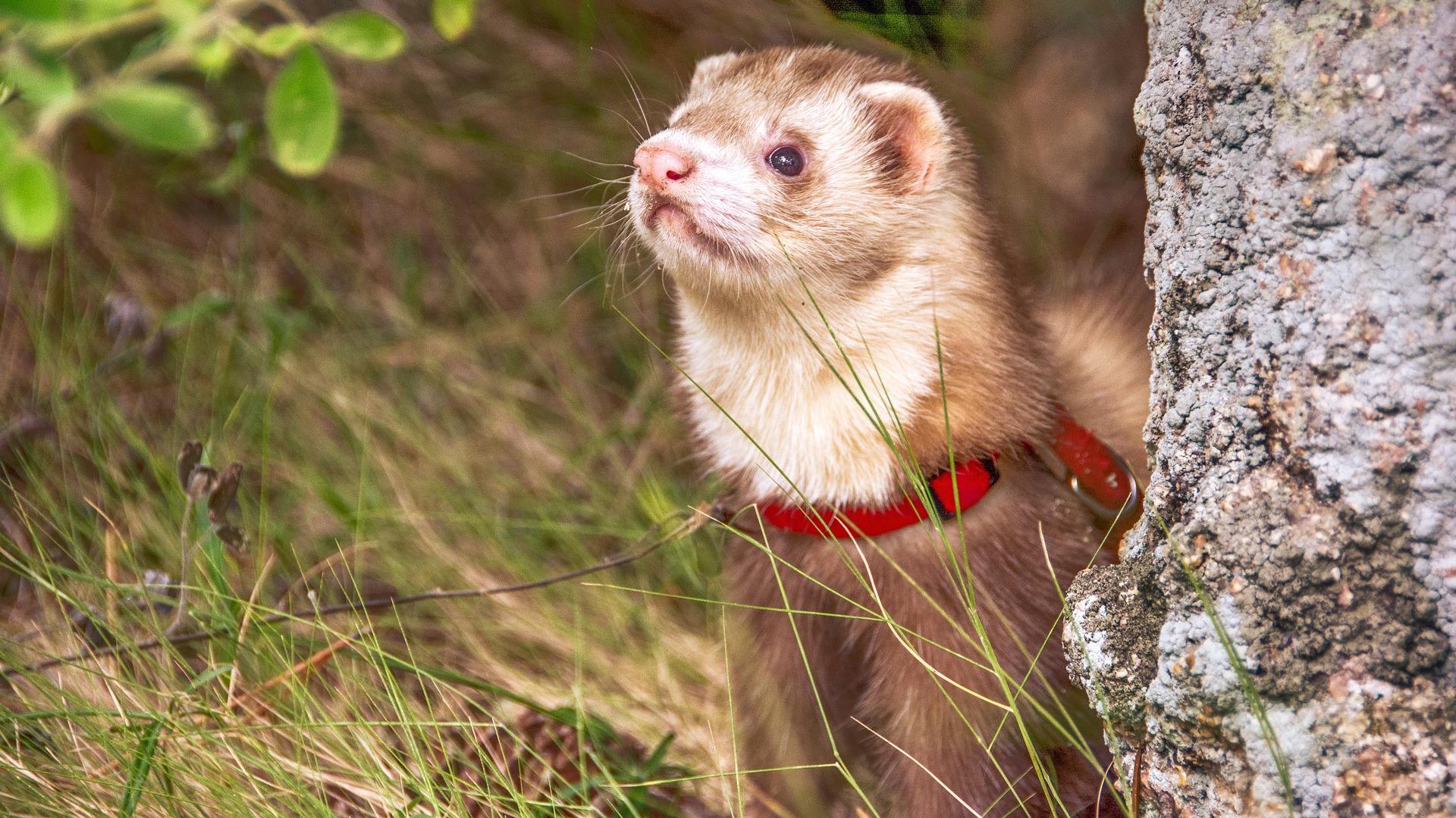 Ferret History Form | Animal And Bird Health Care Center