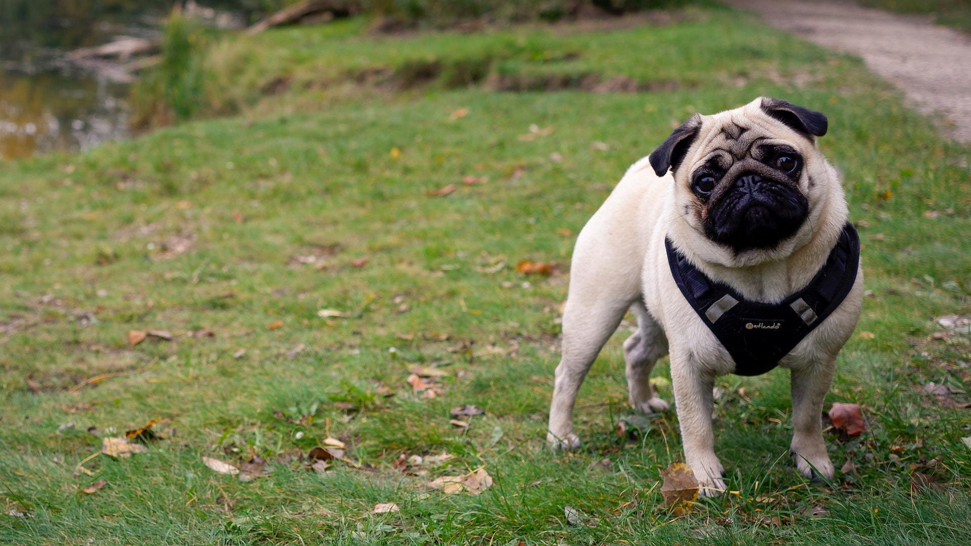 Payment Options For Veterinary Care | Animal And Bird Health Care Center