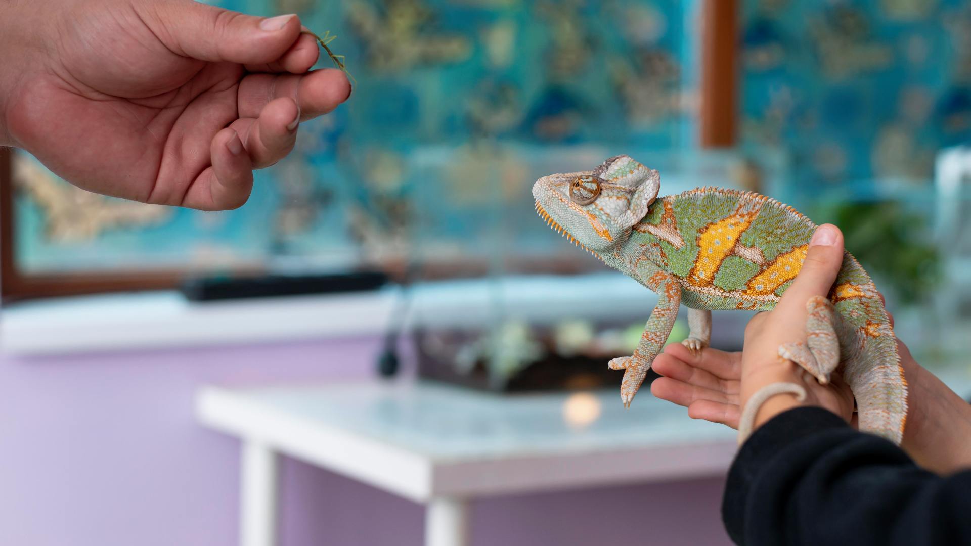 Reptile History Form | Animal And Bird Health Care Center